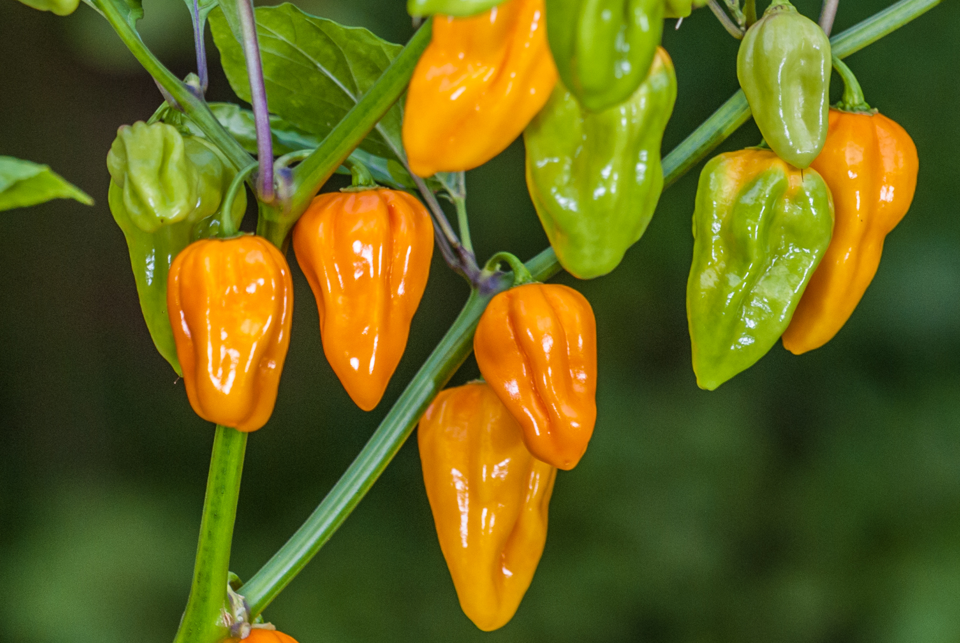 Chili Largo Capsicum Annuum Variedad De Chile Chilisorten Chili Largo Capsicum Annuum Variedad De Chile Chilisorten