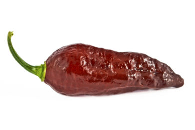 Budus – Capsicum annuum – variedad de chile