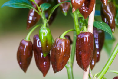 Mirasol - Capsicum annuum - variedad de chile - Chilisorten