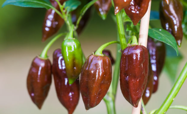 Diente de Perro - Variedades de chile