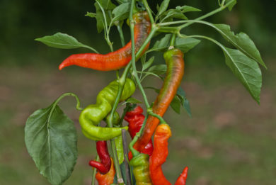 1991 – Capsicum pubescens