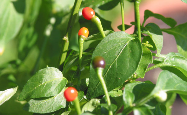 Criollo de Morelos 334 - Variedades de chile