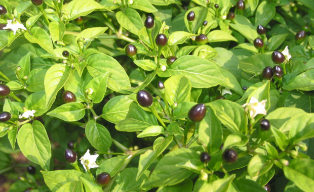 Chile Congo de Nicaragua - Chilisorten