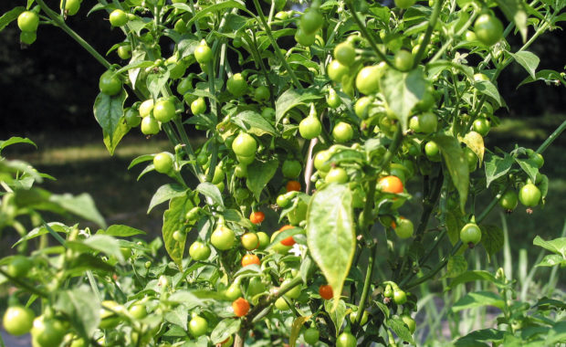 PI 596062 - Chilisorten