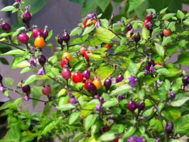 Criollo de Morelos 331 – Capsicum annuum – variedad de chile