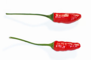 Diente de Perro - Capsicum annuum - variedad de chile - Variedades de chile