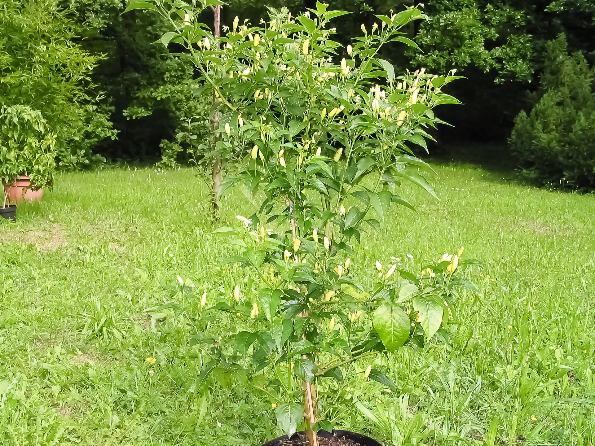 Chiltepe - Capsicum annuum - variedad de chile - Chilisorten