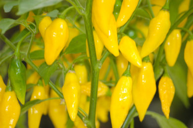 PI 596057 – Capsicum baccatum