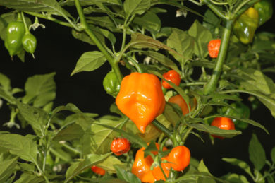 Diente de Perro – Capsicum annuum – variedad de chile