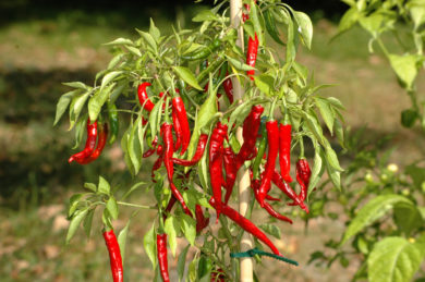 Criollo de Morelos 334 - Capsicum annuum - variedad de chile ...
