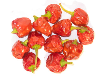 Mirasol - Capsicum annuum - variedad de chile - Chilisorten