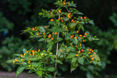 Cayenne pepper – Capsicum annuum – variedad de chile