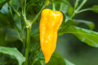 Diente de Perro - Capsicum annuum - variedad de chile - Variedades de chile