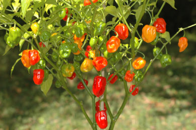 Capsicum chacoense Yellow – Capsicum chacoense