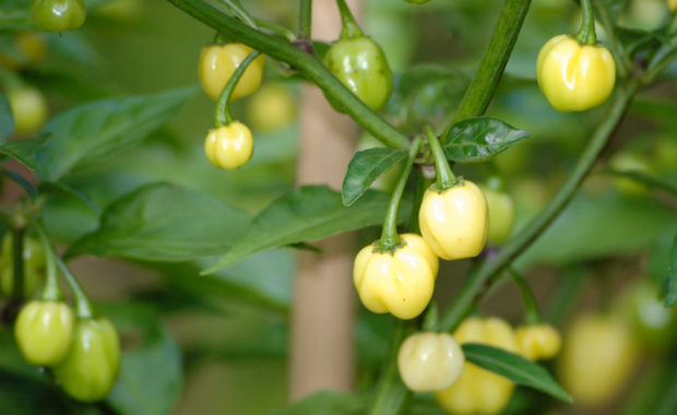 Pico de Pajaro - Variedades de chile