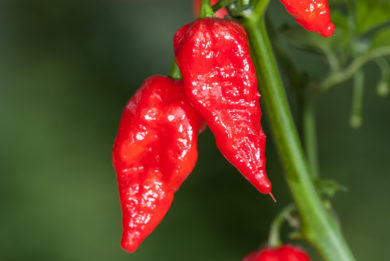 Little Elf – Capsicum annuum – variedad de chile