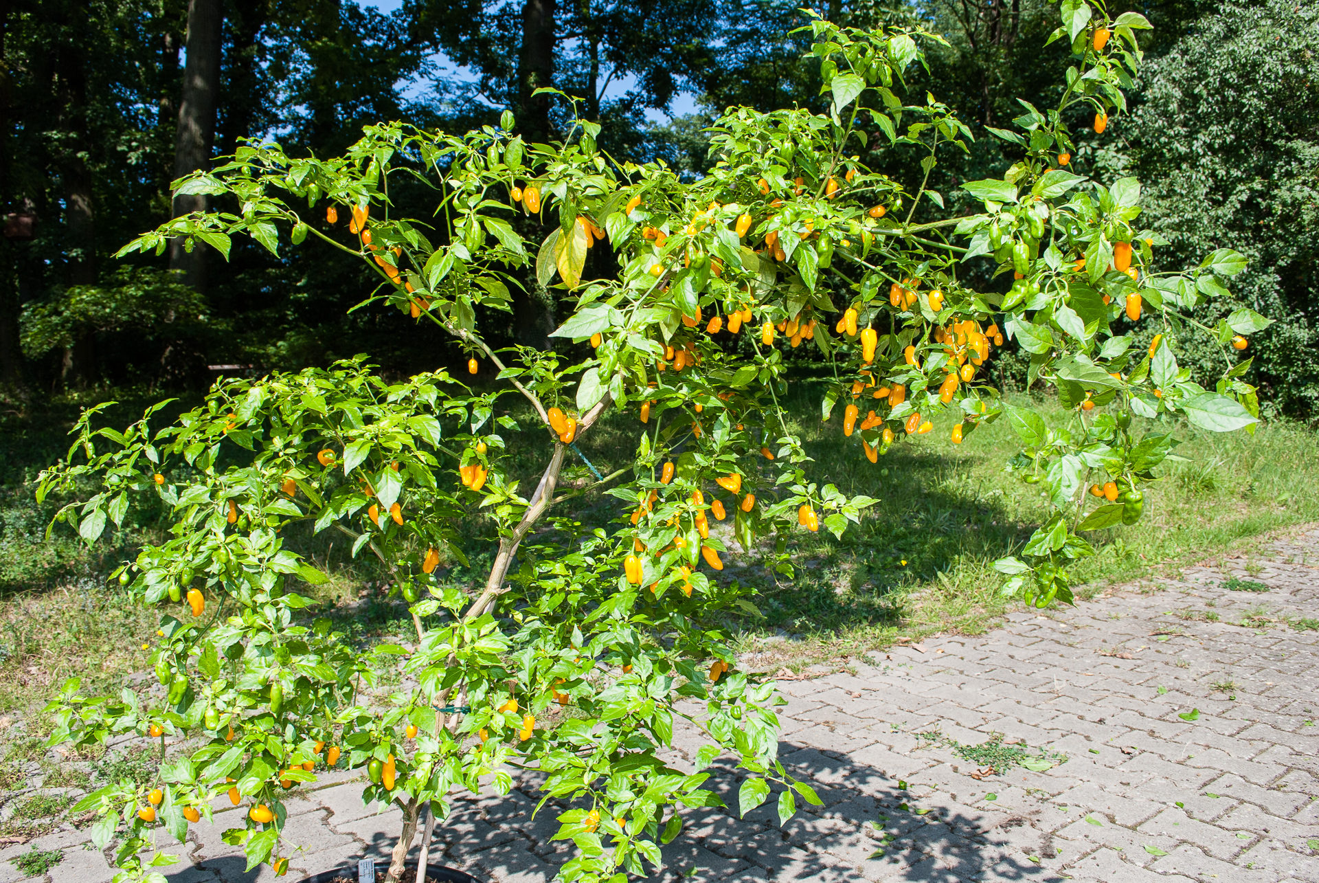 Jalapeño - Capsicum annuum - variedad de chile - Chilisorten