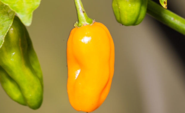 PI 596062 - Chilisorten