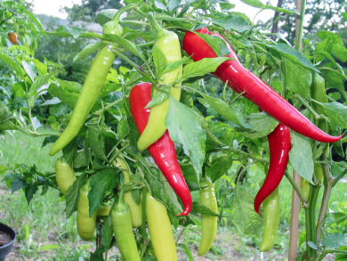 Lada Api – Capsicum frutescens
