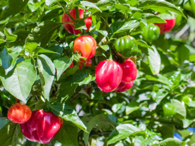 VI013471 – Capsicum chacoense