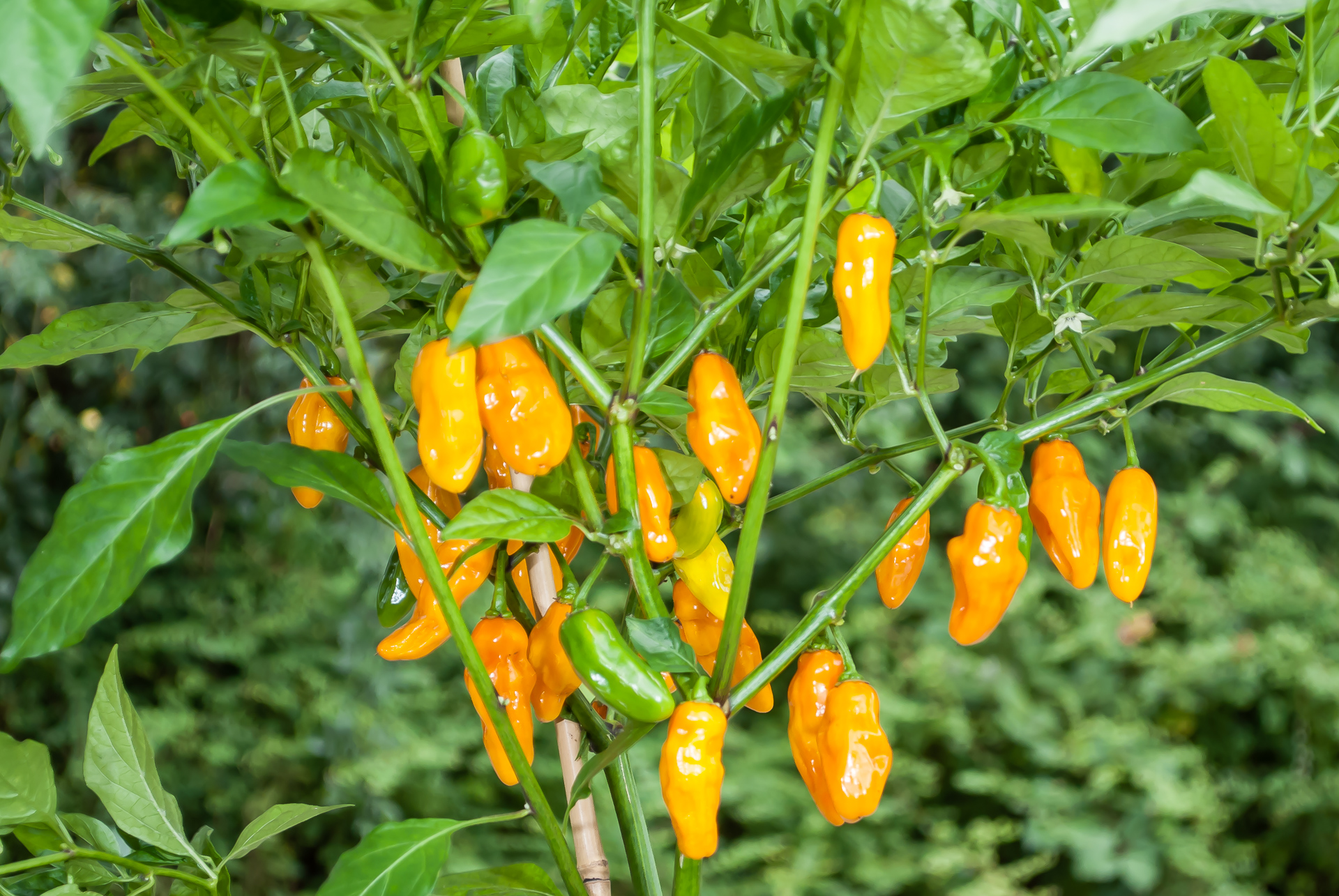 Feferon Zuti Slatki - Capsicum annuum - variedad de chile - Chilisorten Feferon Zuti Slatki - Capsicum annuum - variedad de chile - Chilisorten