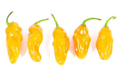 Naranjo – Capsicum annuum – variedad de chile